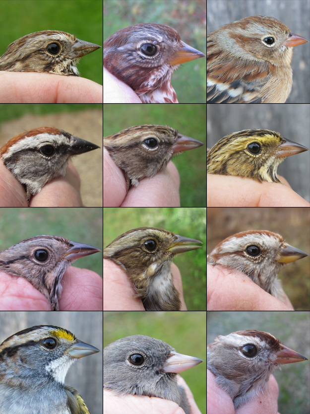 Learning Sparrows – Milwaukee Birders